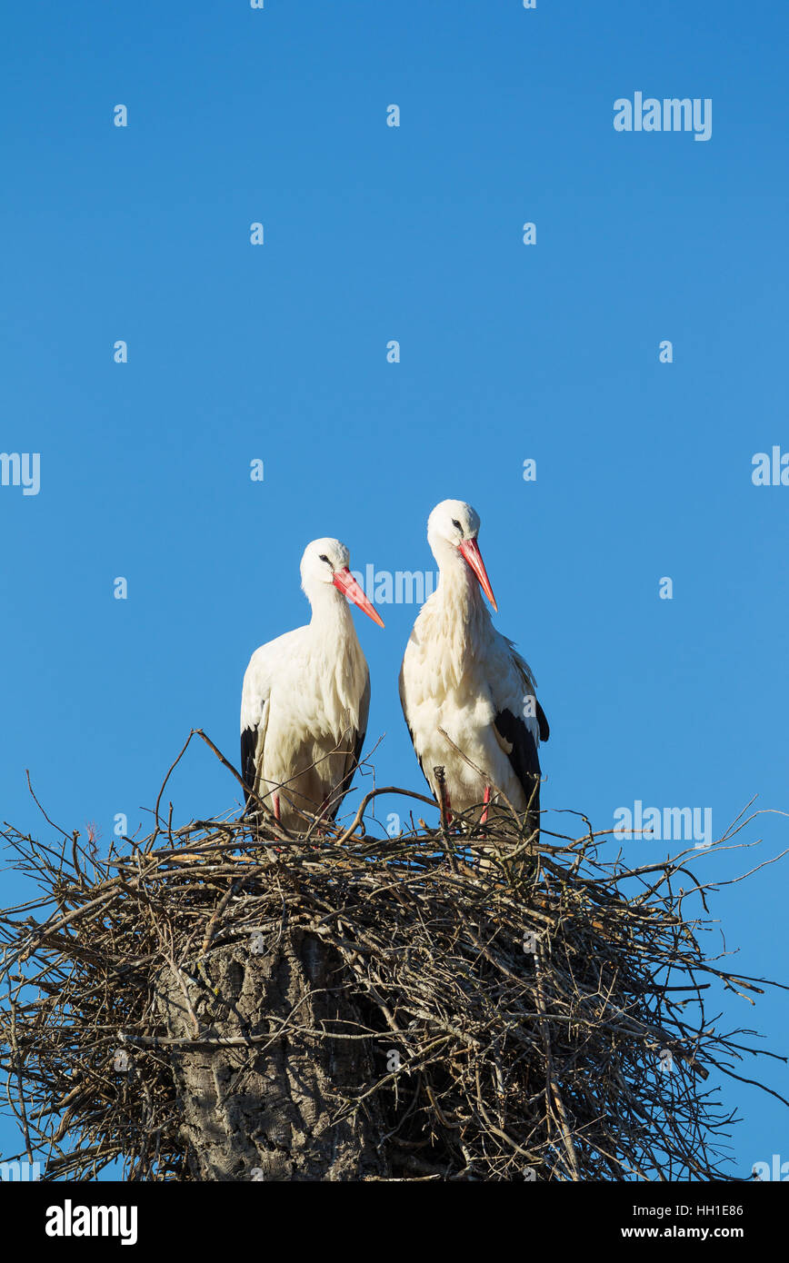 White storks (Ciconia ciconia), pair in the nest, Doñana National Park ...