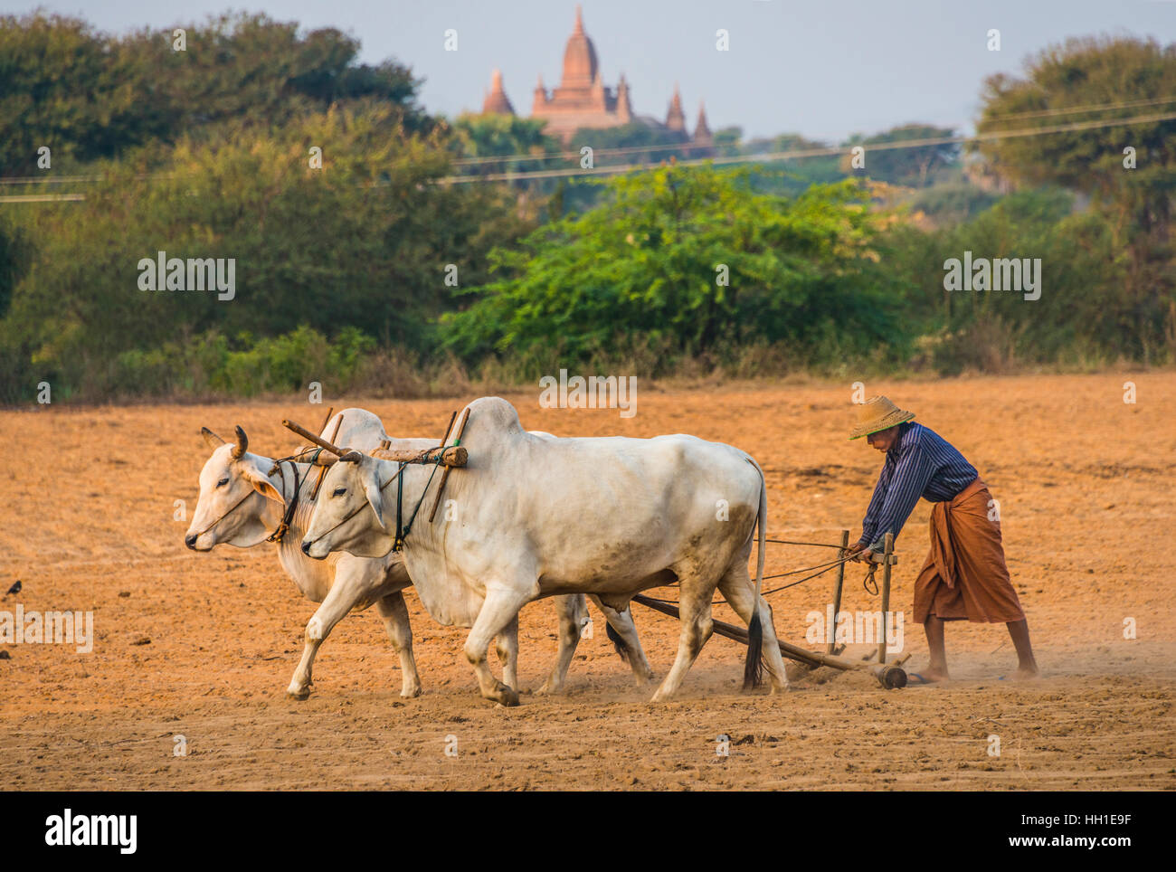 Draught Oxen High Resolution Stock Photography and Images - Alamy