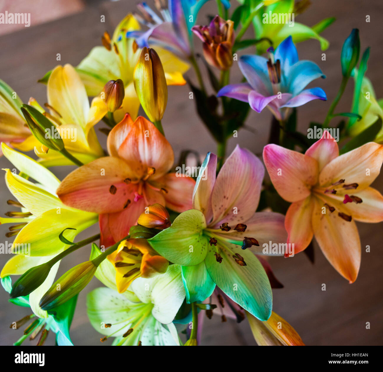 Coloured lilys hi-res stock photography and images - Alamy