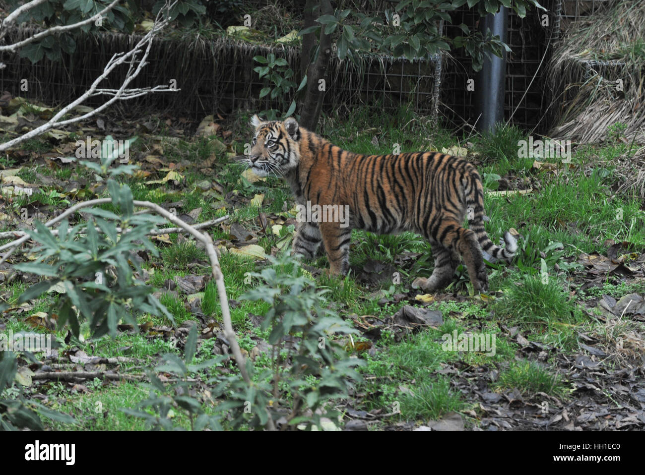 Tiger Melati and 6 month old cubs Achilles and Karis unwrap their ...