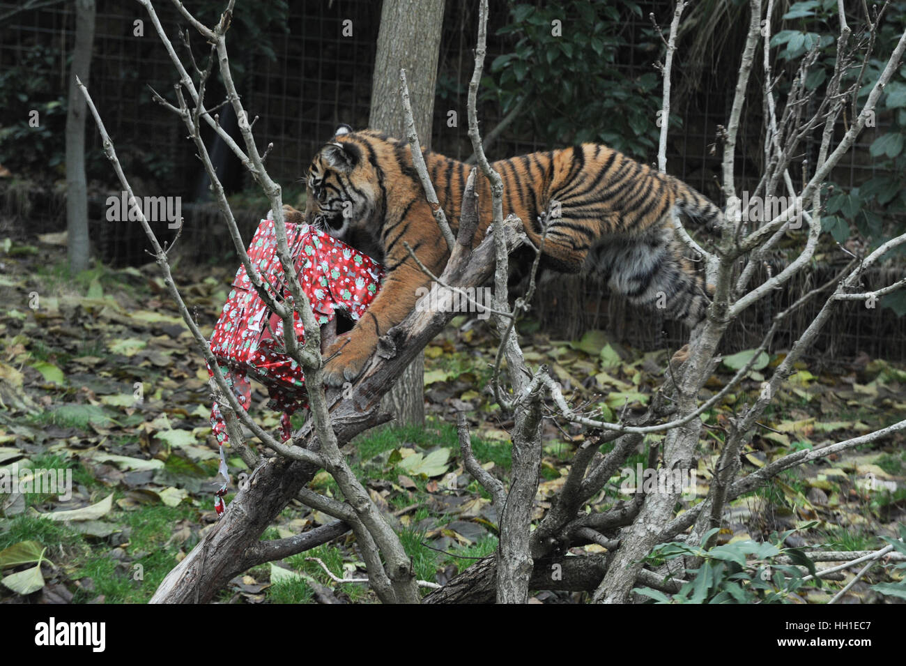 Tiger Melati and 6 month old cubs Achilles and Karis unwrap their ...