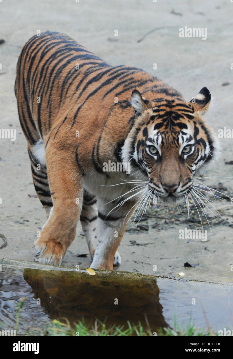 Tiger Melati and 6 month old cubs Achilles and Karis unwrap their ...