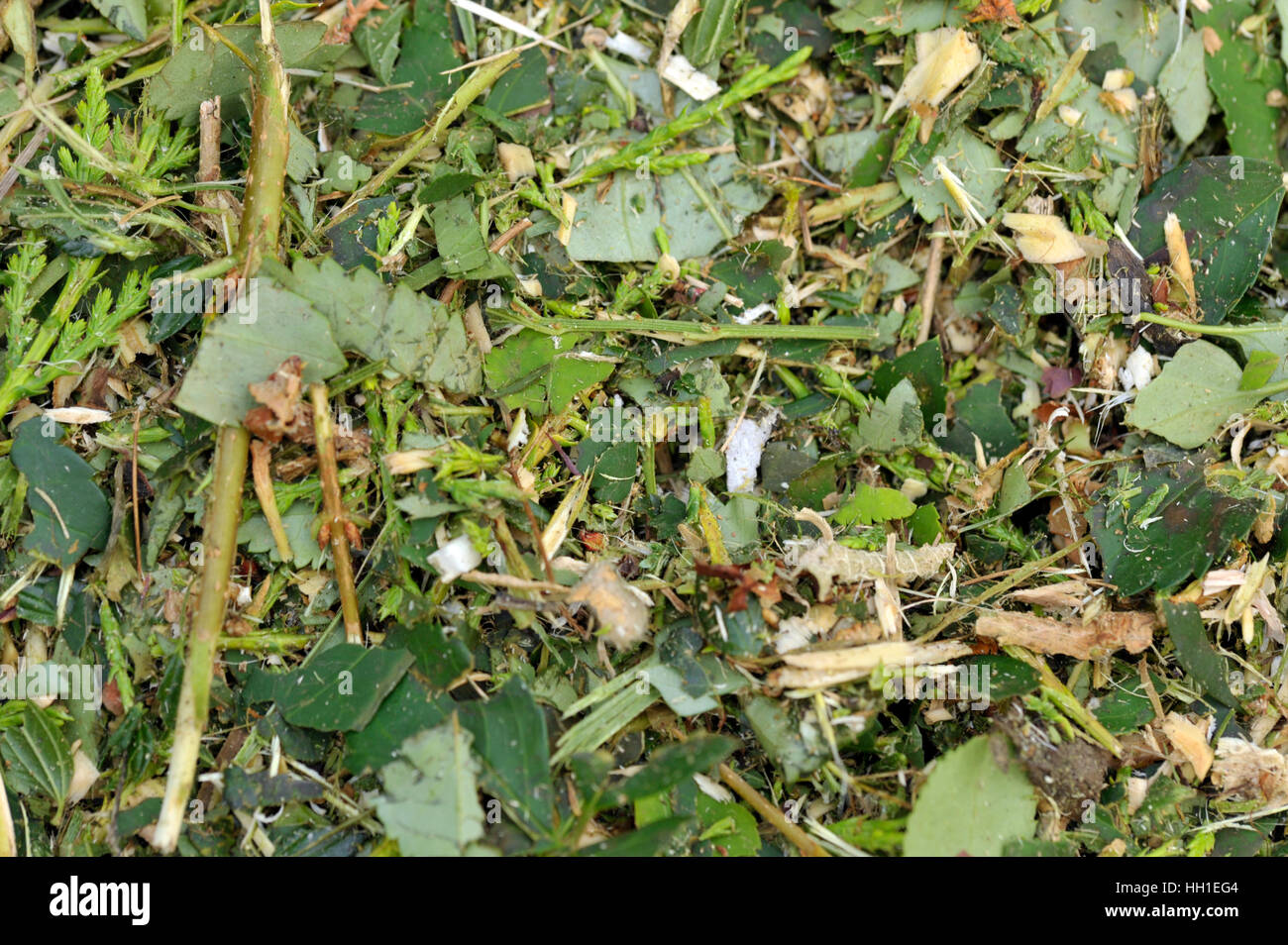 Shredded woody brown and green garden waste for use as woodchips, mulch ...
