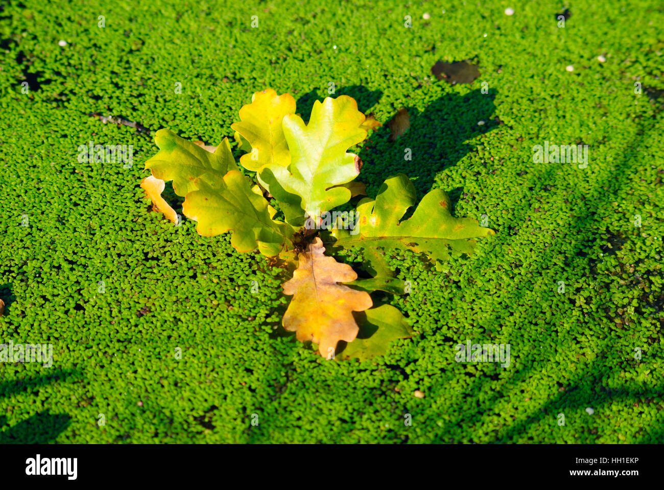: Small water lenses (Lemna minor L. ) with oak leaves, , Brandenburg ...