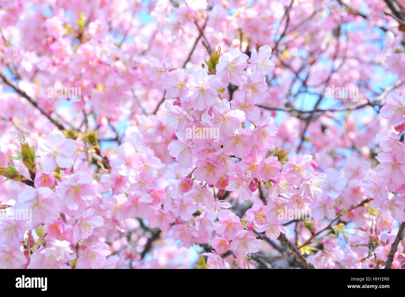 Full bloom of sakura in Japan Stock Photo - Alamy