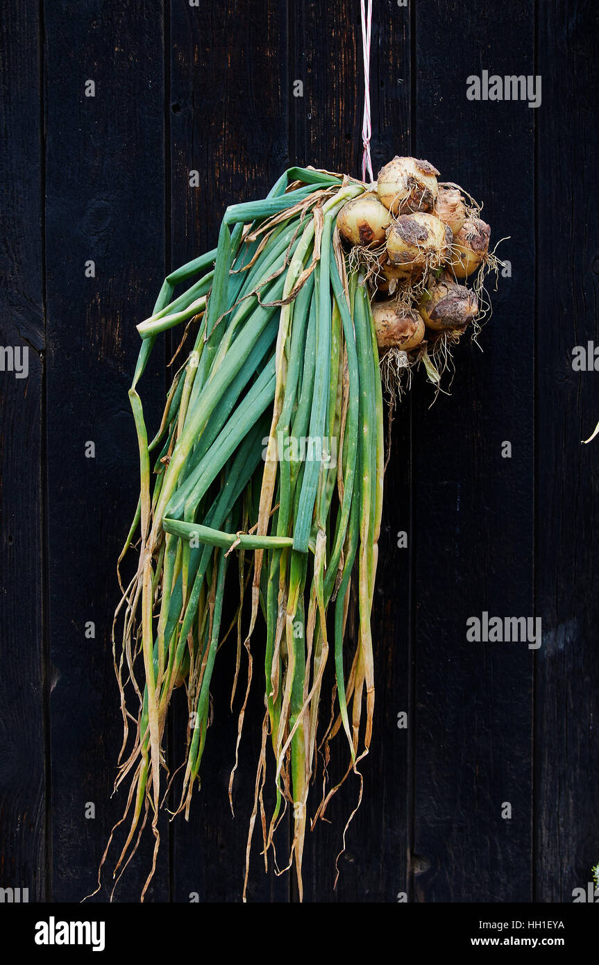 bundle of hanging onions Stock Photo - Alamy
