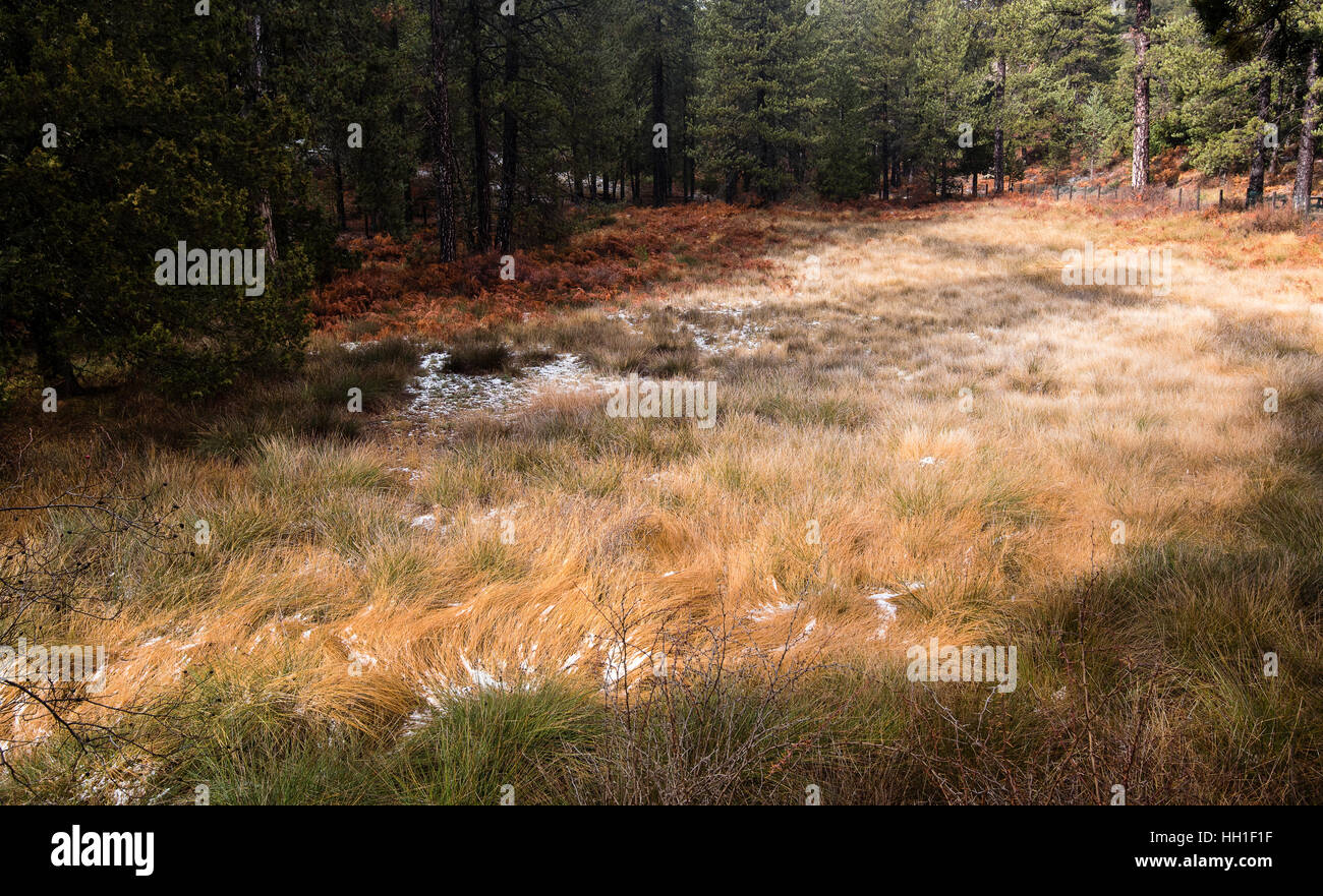 Autumn forest landscape in an open small valley with yellow plants at ...
