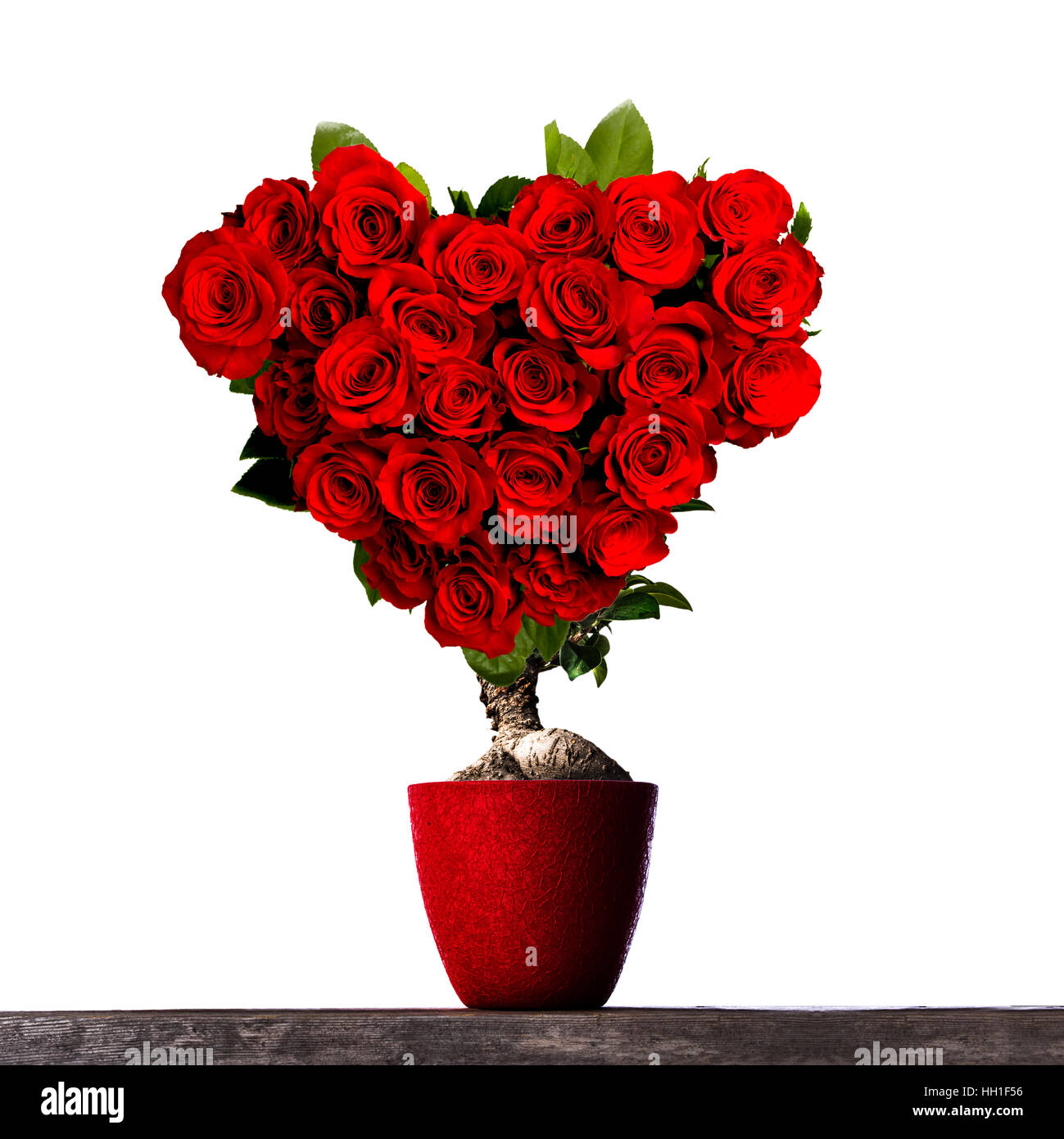 Growing roses isolated hi-res stock photography and images - Alamy