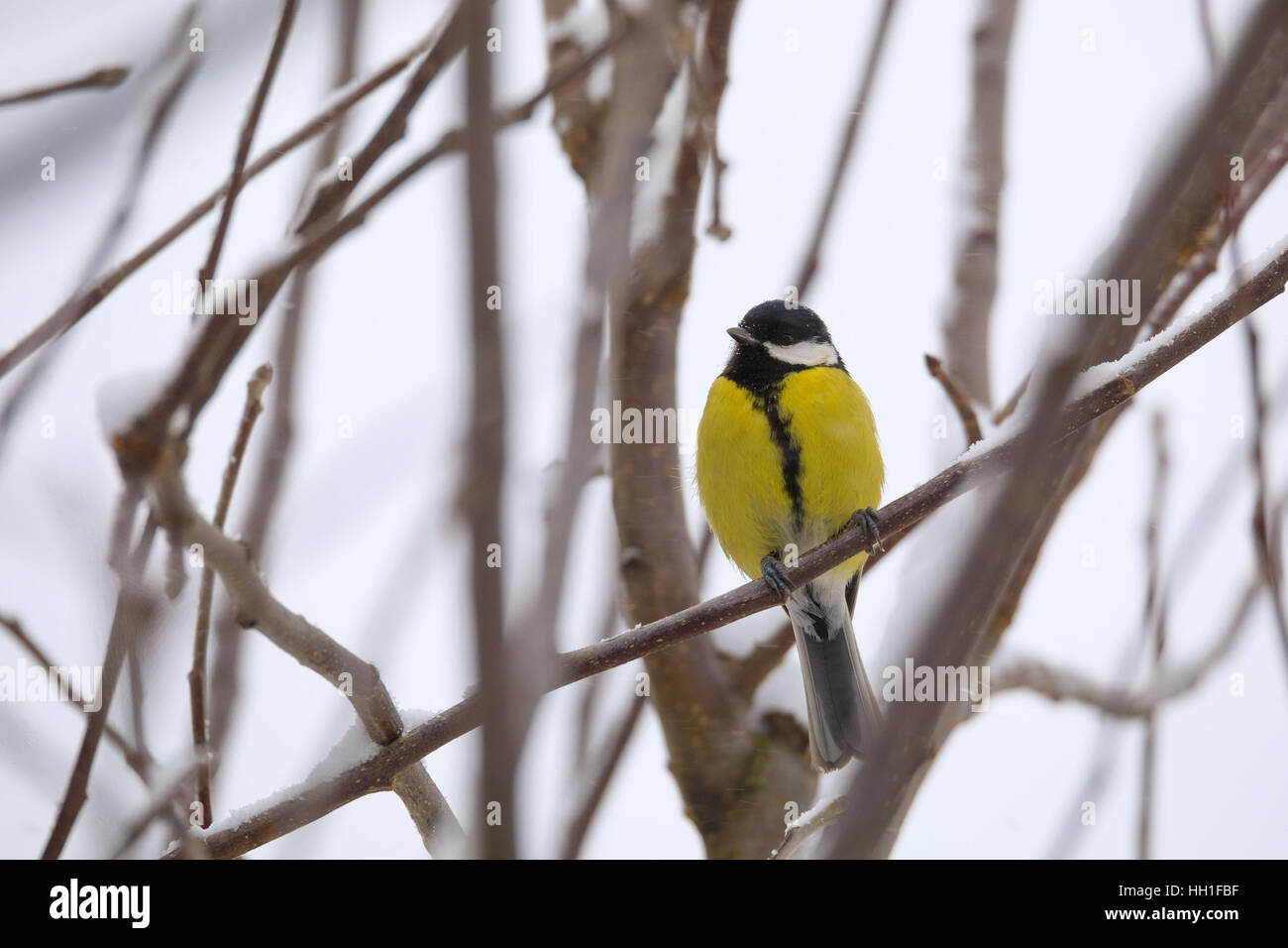 beautiful small bird great tit (Parus major) bird sitting on the tree ...