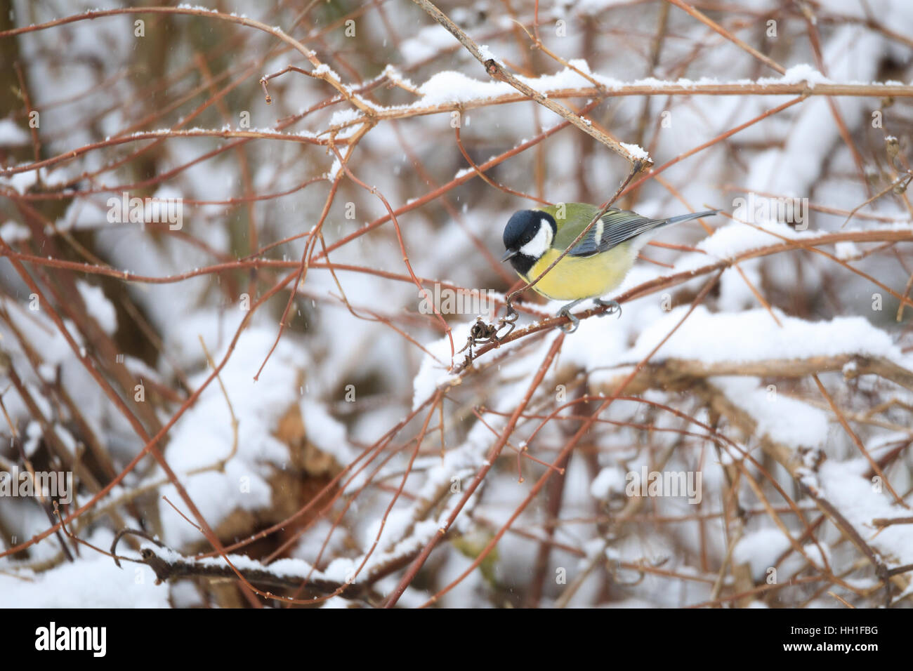 beautiful small bird great tit (Parus major) bird sitting on the tree ...