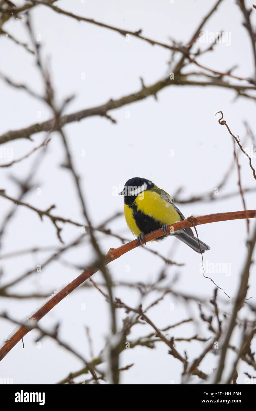 beautiful small bird great tit (Parus major) bird sitting on the tree ...