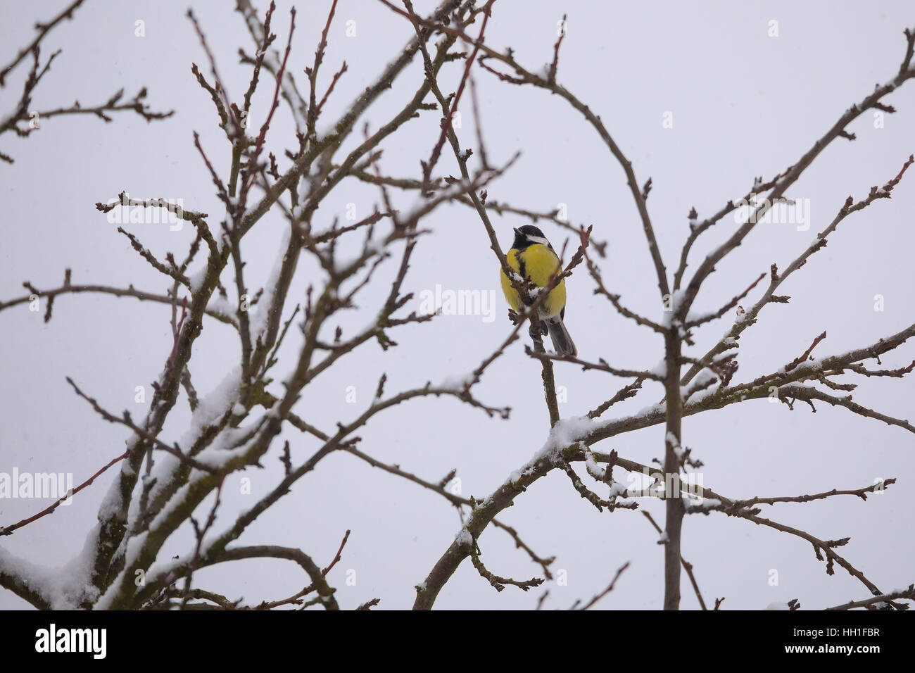 beautiful small bird great tit (Parus major) bird sitting on the tree ...