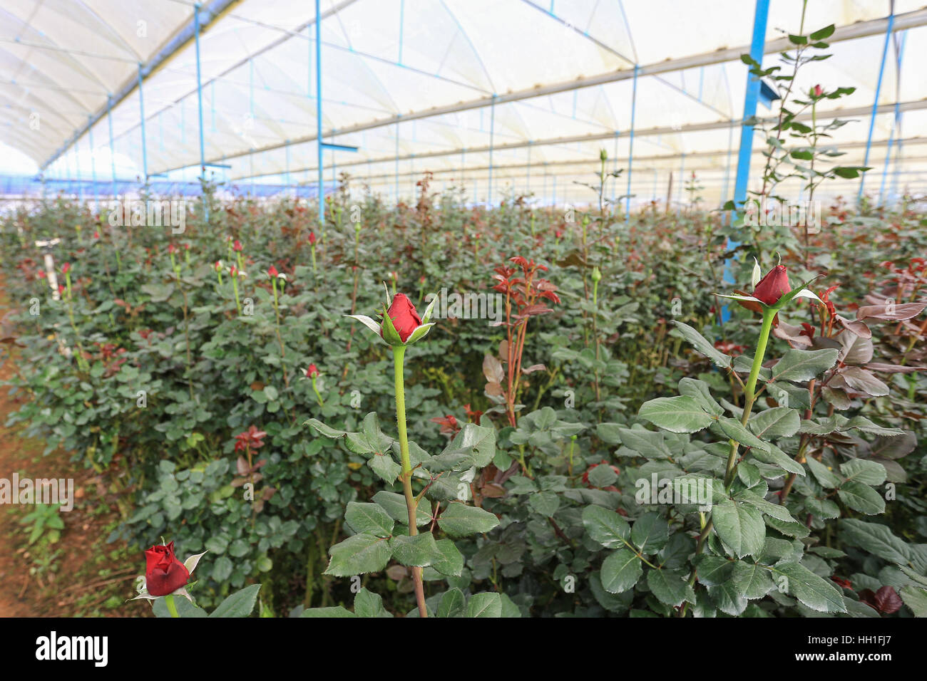 Rose in nursery Stock Photo - Alamy