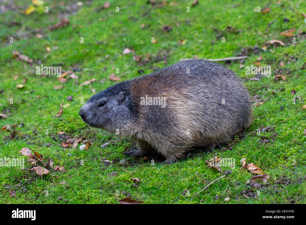 Portrait of sitting groundhog (Marmota monax) in green environment ...
