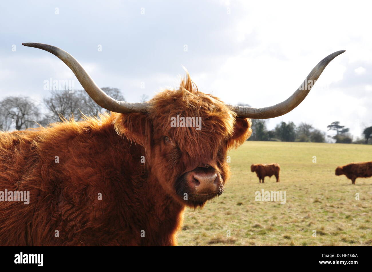 Highland cow with horns hi-res stock photography and images - Alamy