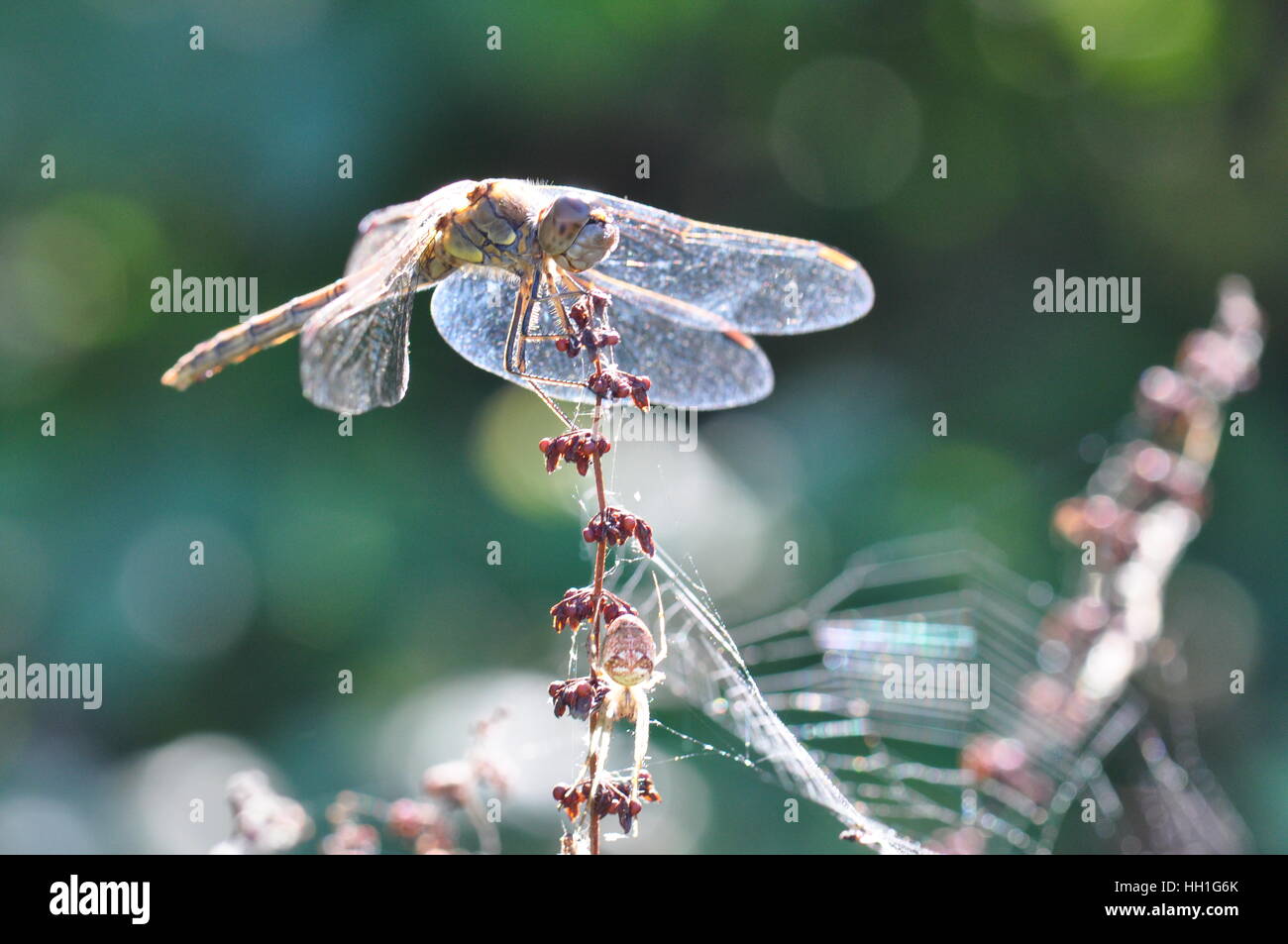 Dragonfly and spider macro Stock Photo - Alamy