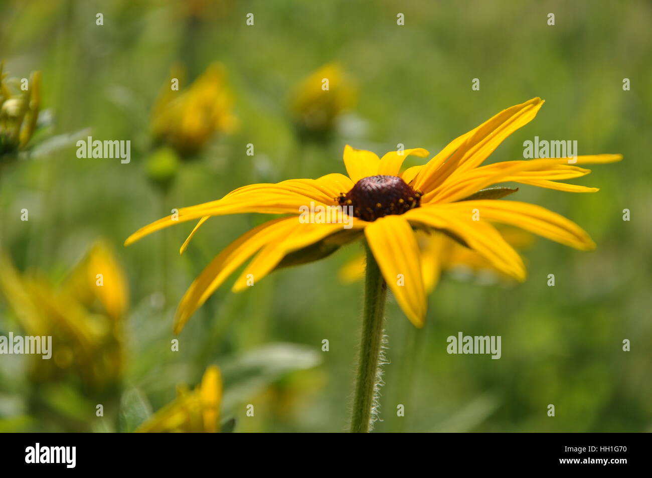 Yellow rudbeckia daisy Stock Photo - Alamy