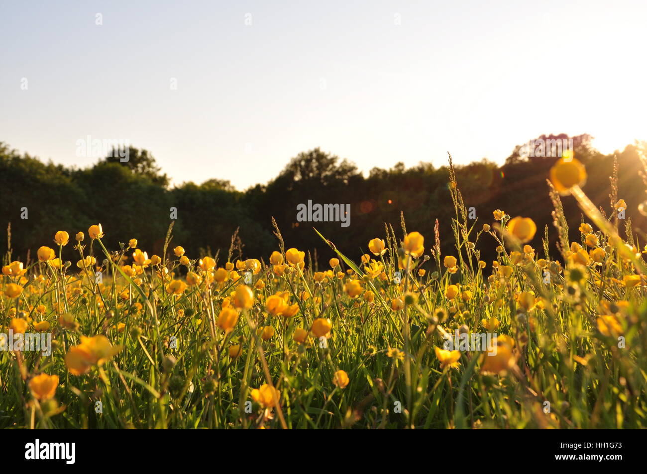 Buttercup meadow landscape, Kent Stock Photo - Alamy