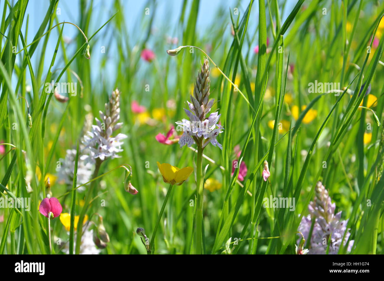 British Orchid wildflower meadow Stock Photo - Alamy