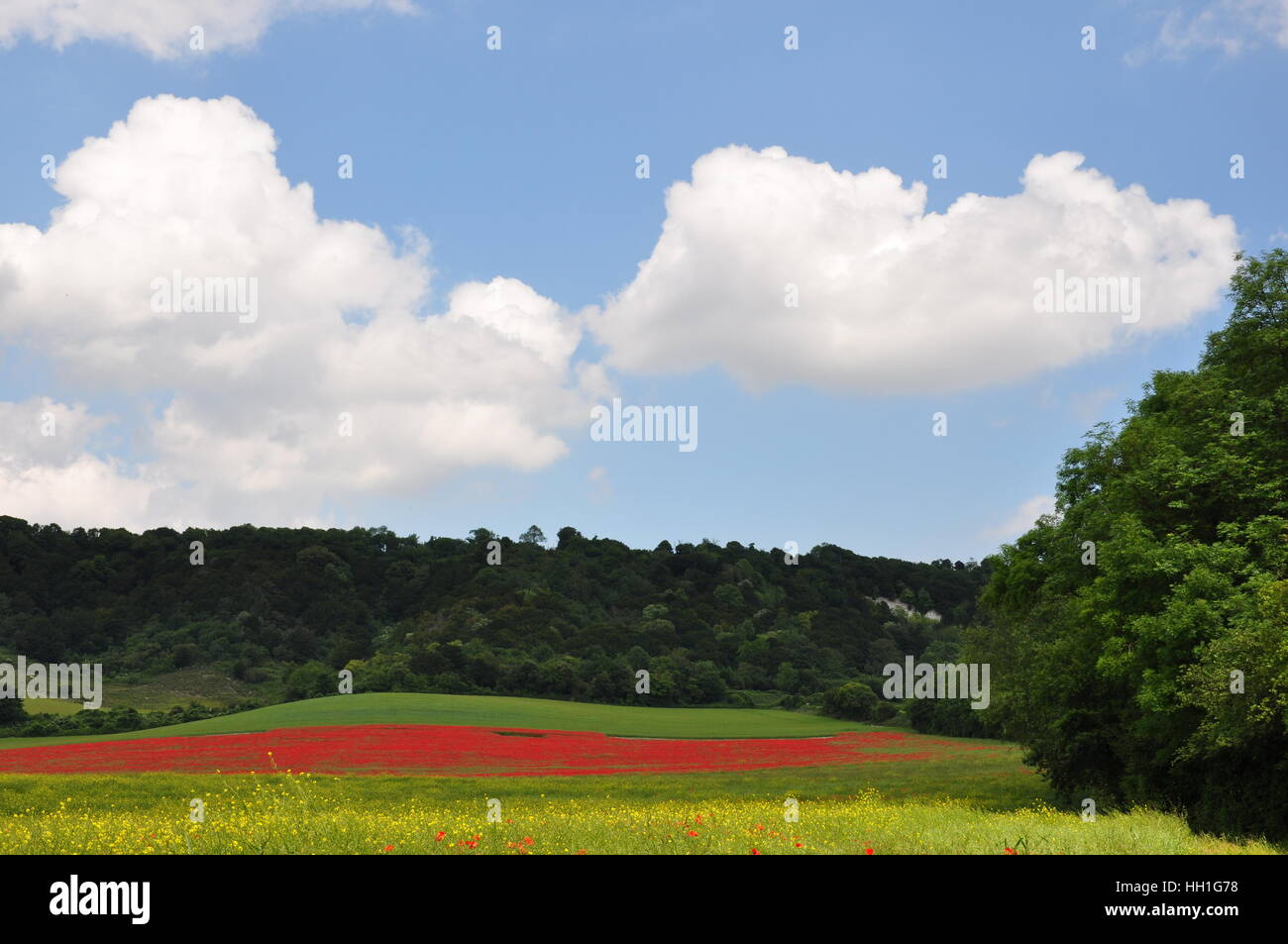 Poppy and Oilseed rape field cultivated rural landscape, North Downs ...
