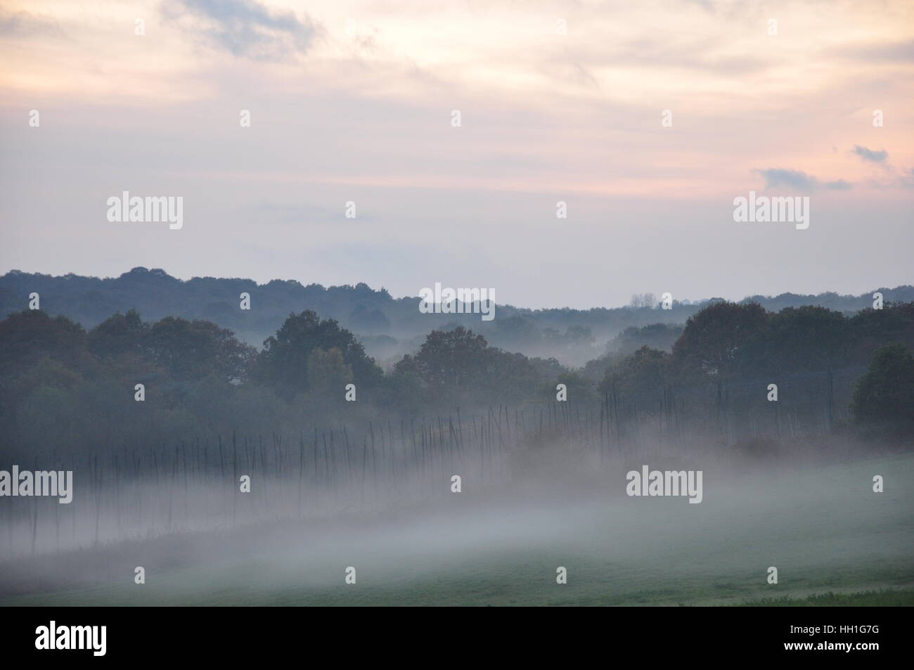 Deciduous wood in misty morning fog Stock Photo - Alamy