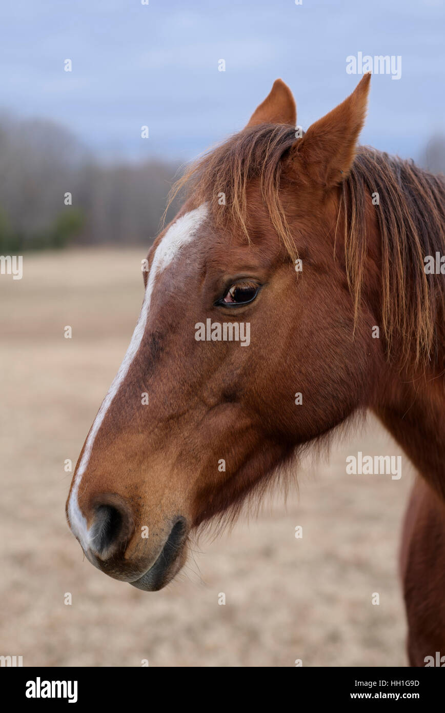 Horse portrait profile view Stock Photo - Alamy