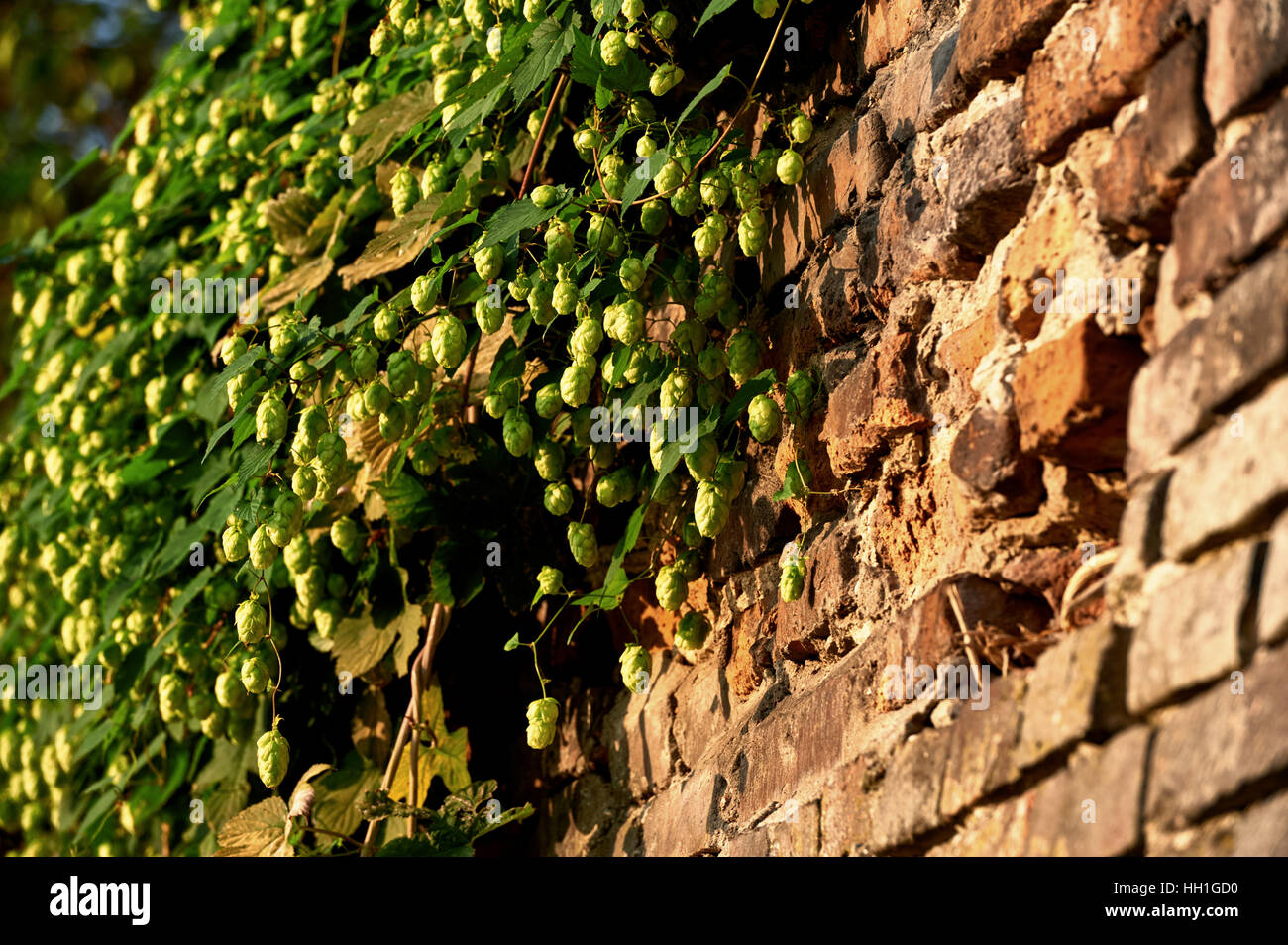 Wild hop on the wall Stock Photo - Alamy