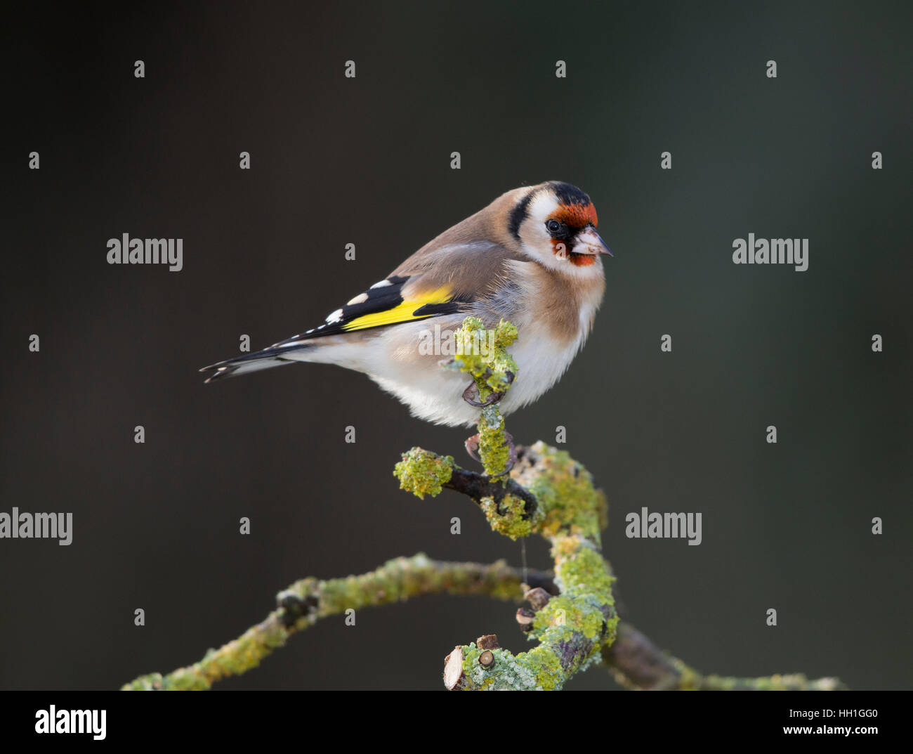 European goldfinch hi-res stock photography and images - Alamy