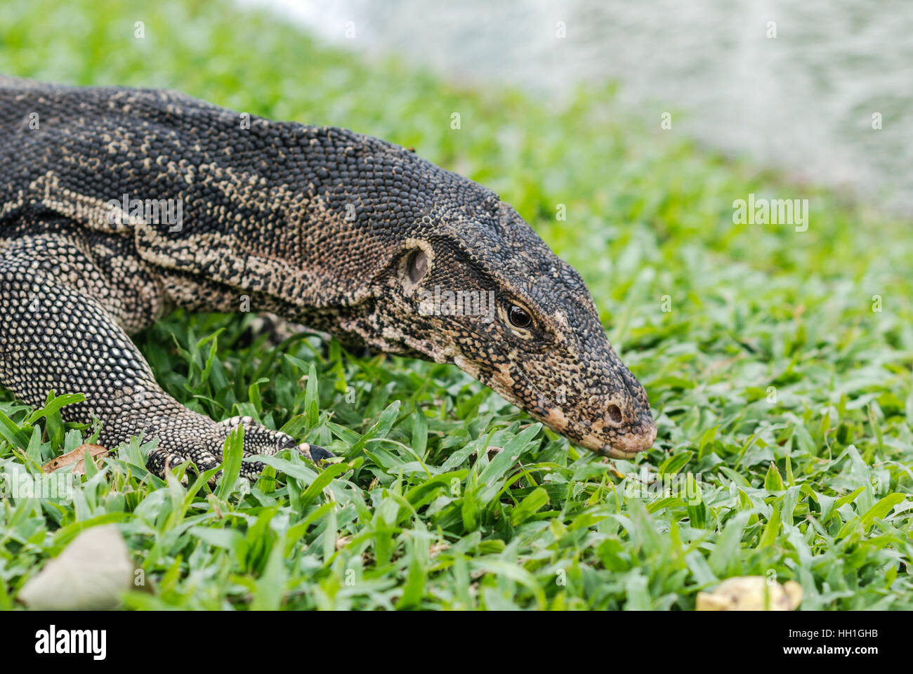 Monitor Lizards In Thailand at Imogen Parry-okeden blog