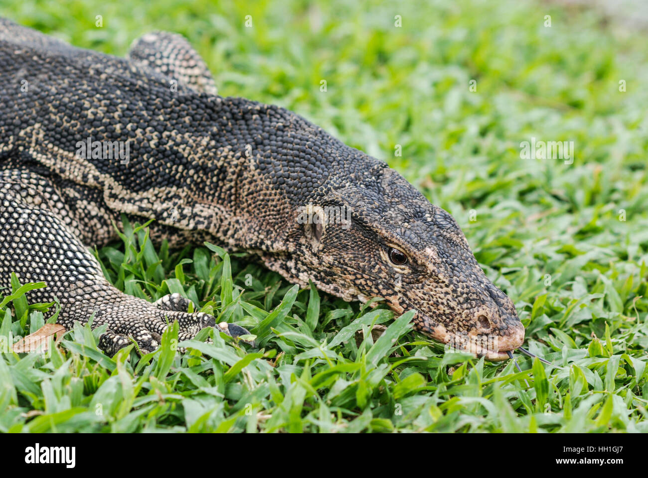 Lizard patterns hi-res stock photography and images - Alamy