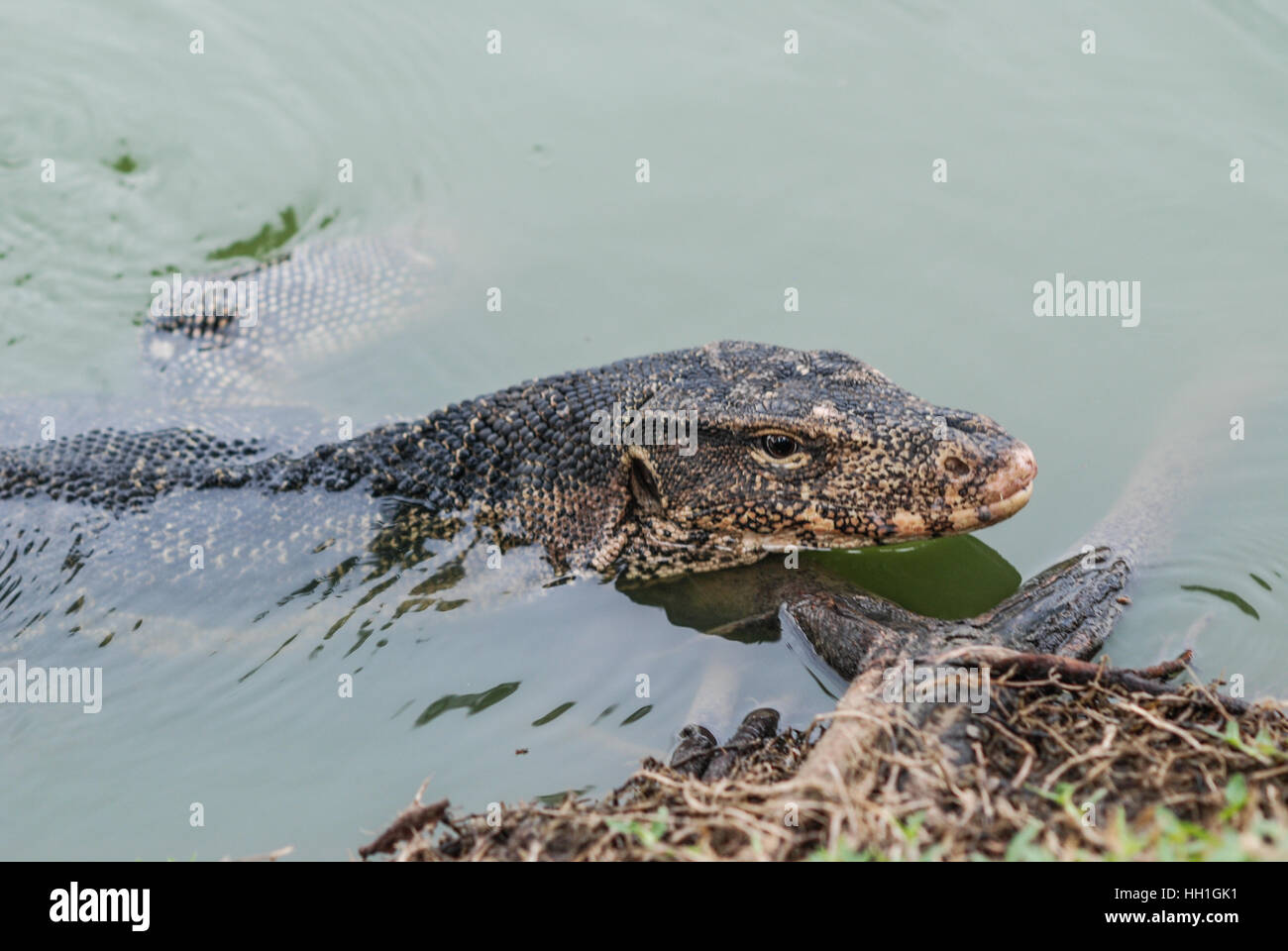 Lizard patterns hi-res stock photography and images - Alamy