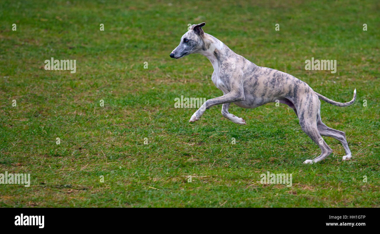 Whippet running hi-res stock photography and images - Alamy