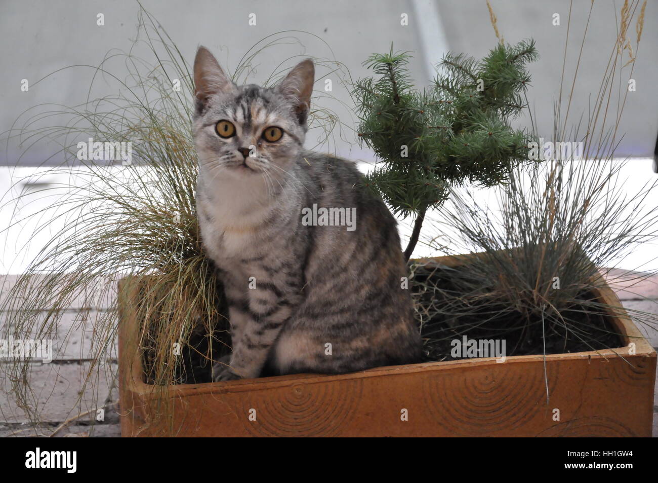 Nelly - Cat Stock Photo - Alamy