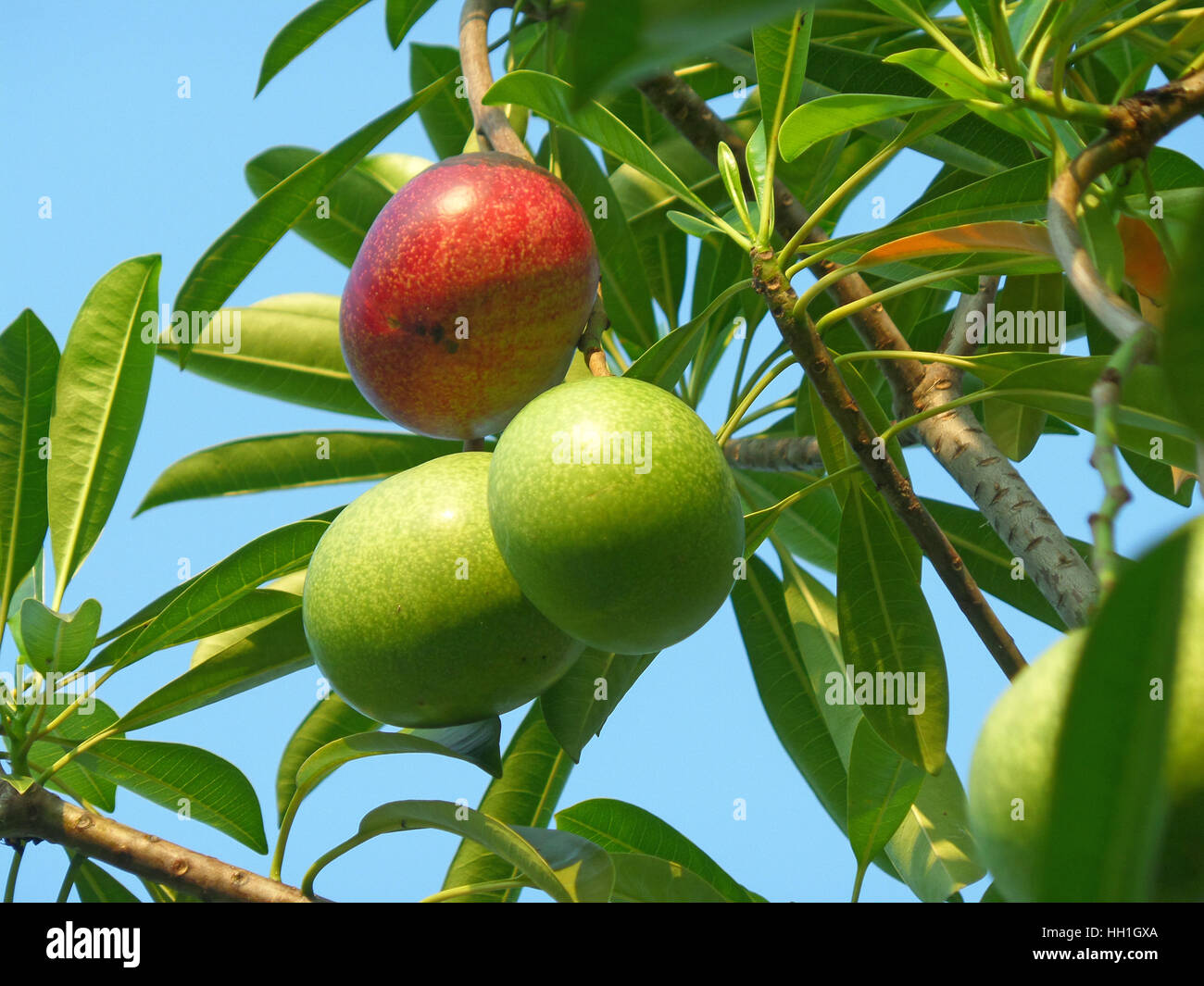 Red and Green Fruits of Pong-Pong Tree with Bunch of Green Leaves ...
