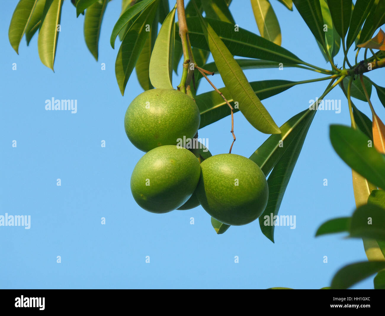 Three Green Pong-Pong Tree Fruits with Green Leaves Against Sunny Blue ...