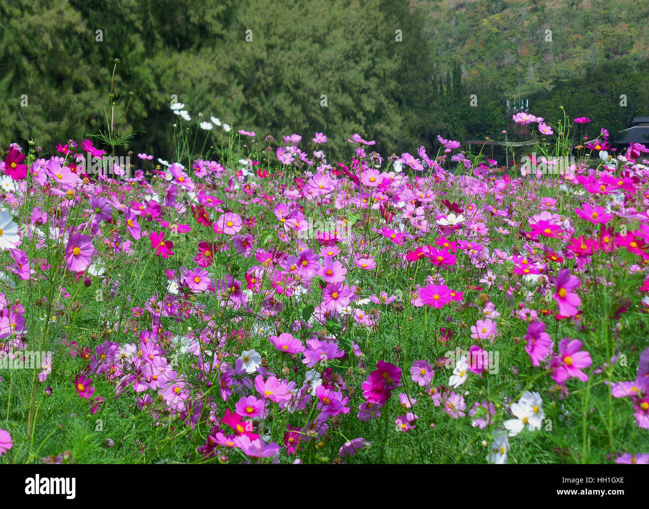 Blooming Pink Cosmos Field at the Foothill Covered with Green Foliage ...