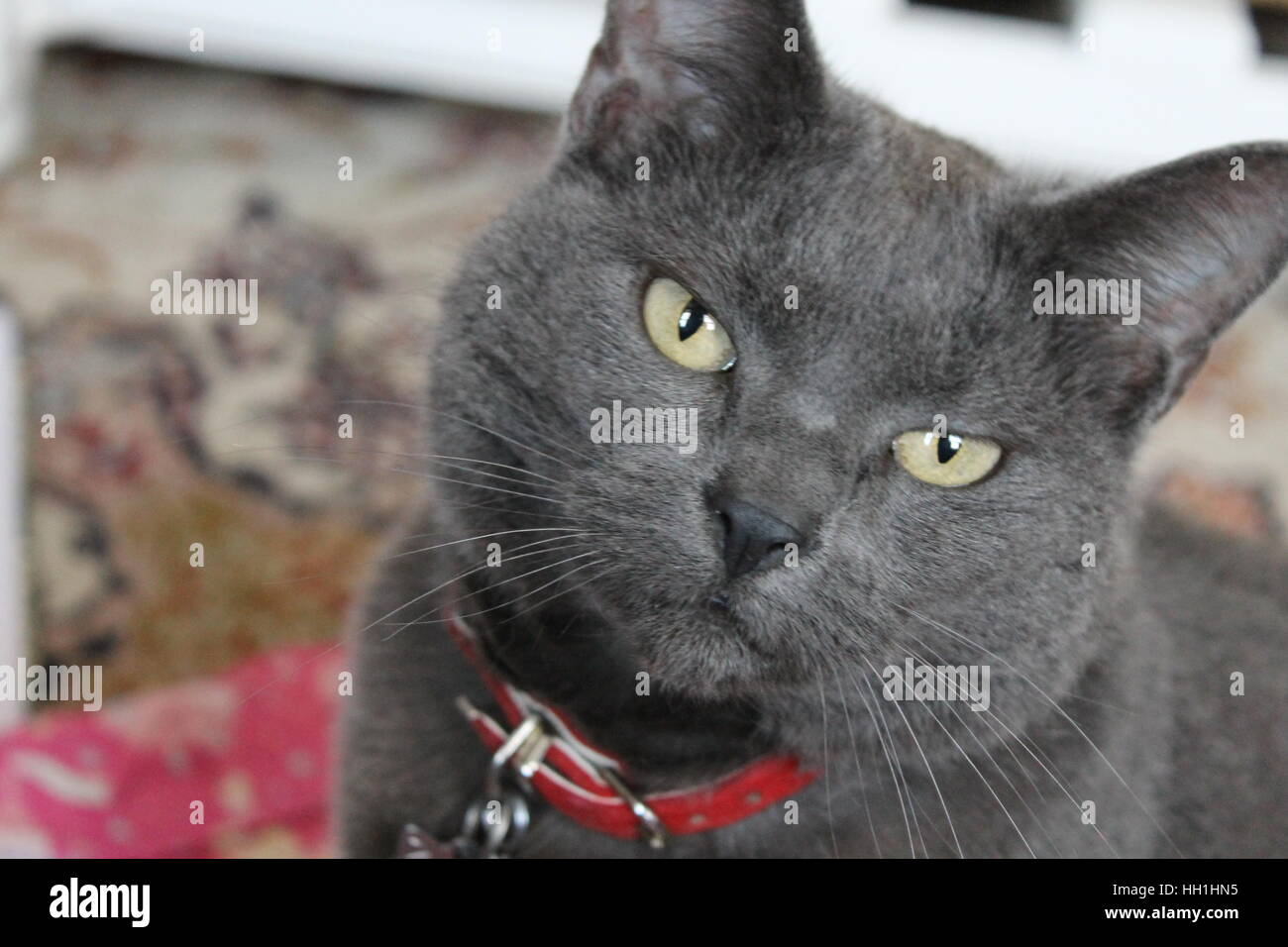 Milly cat hi-res stock photography and images - Alamy