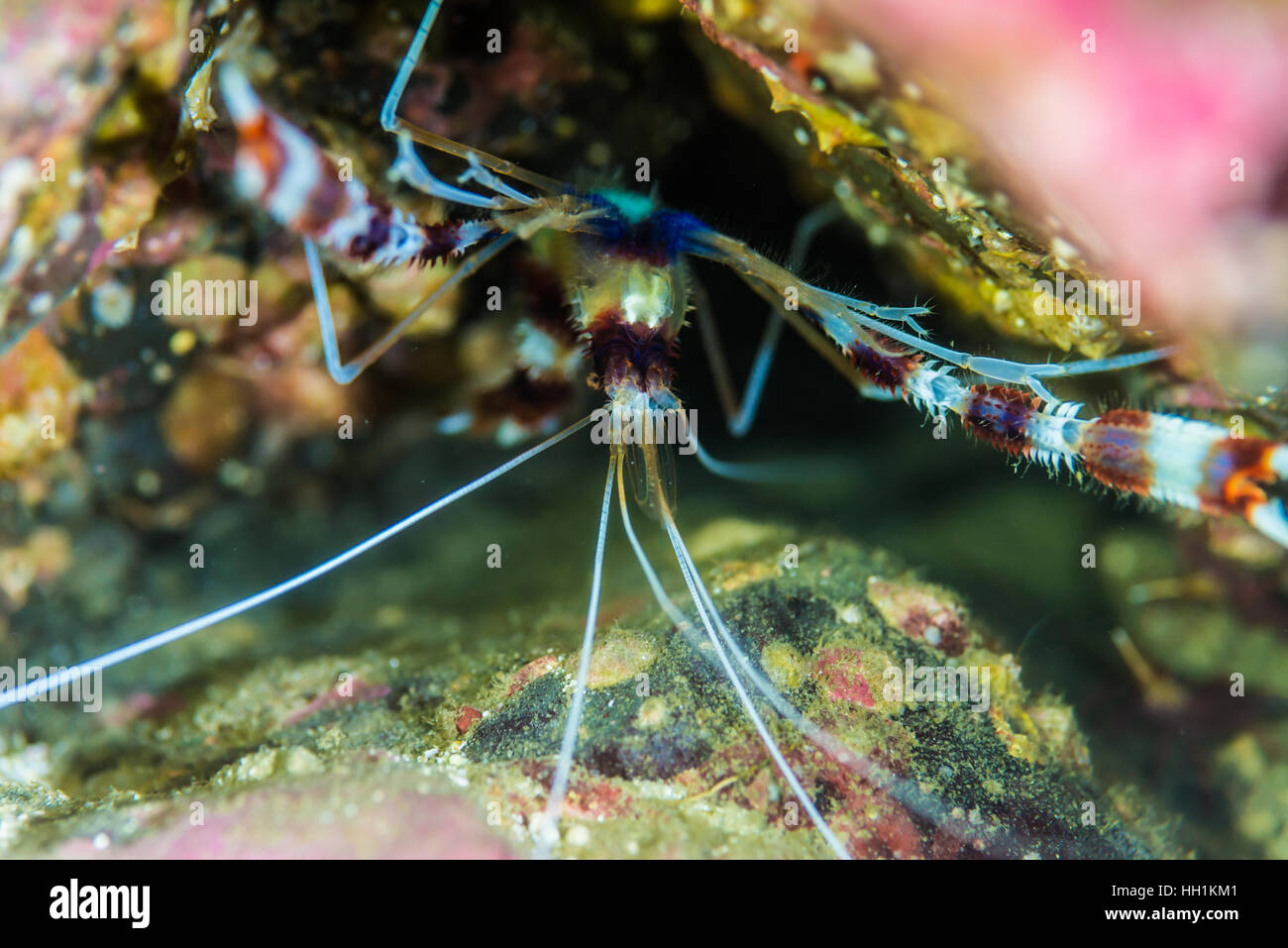 Banded coral shrimp in a small cave. Scientific Name: Stenopus hispidus ...