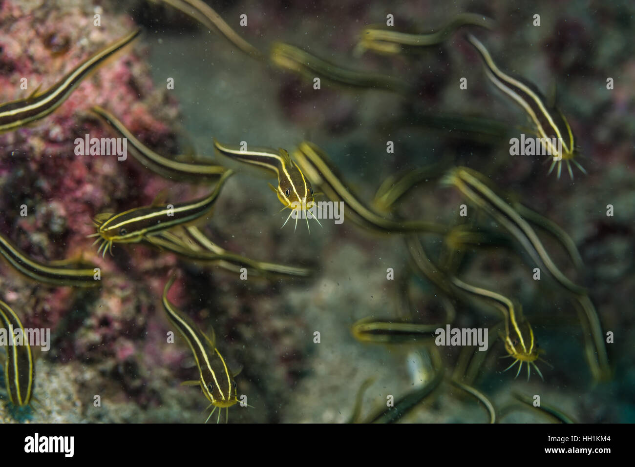 Barbel eel catfish hi-res stock photography and images - Alamy