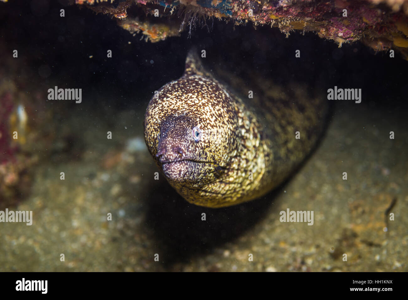 Kidako moray hi-res stock photography and images - Alamy