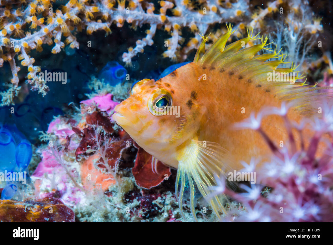 yellow hawkfish, Cirrhitichthys aureus resting in colorful soft coral ...