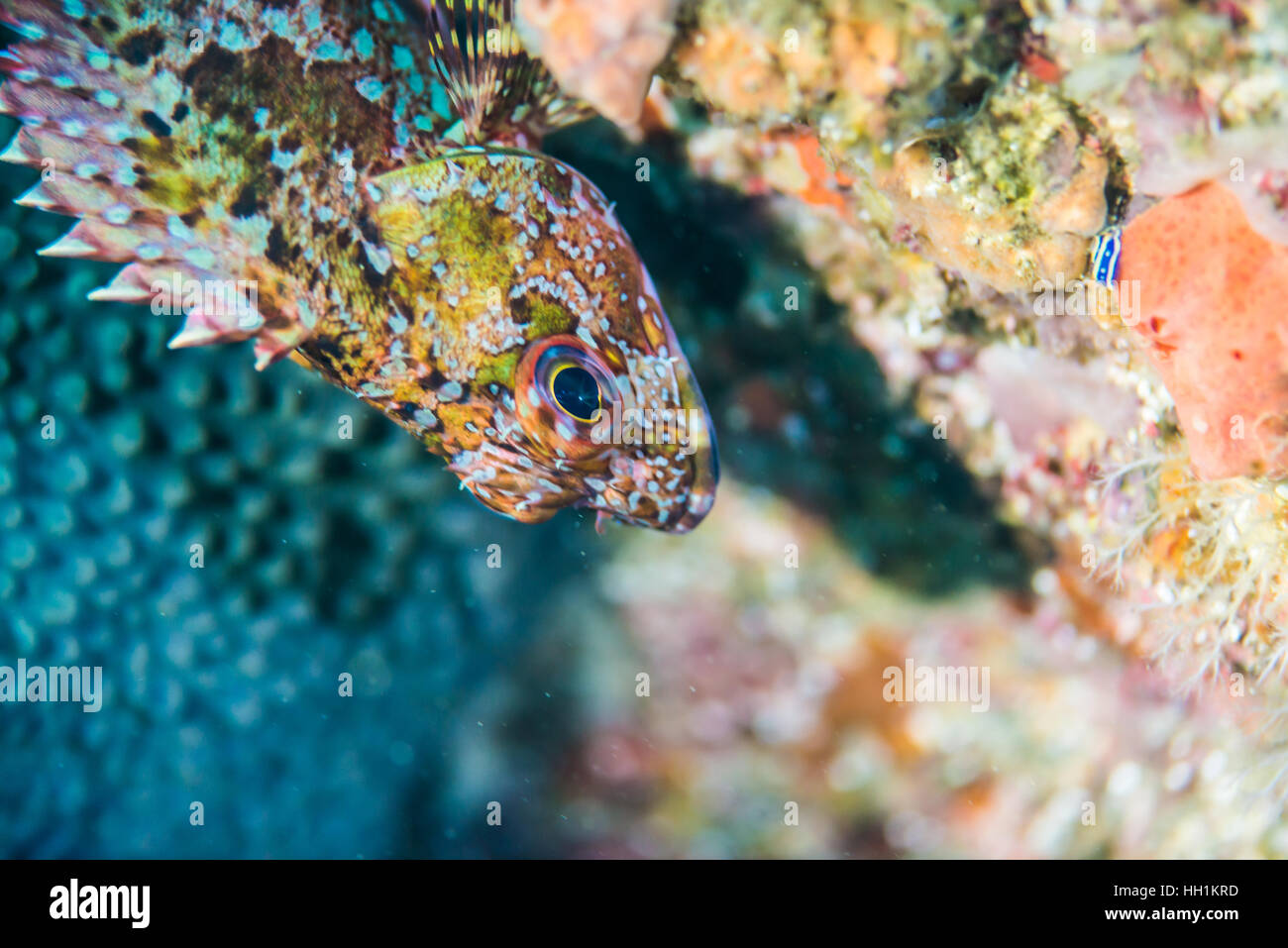 Offshore Rockfish High Resolution Stock Photography and Images - Alamy