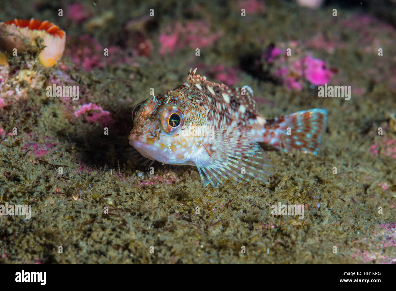Marbled Rockfish spending his time on the muddy bottom Stock Photo - Alamy