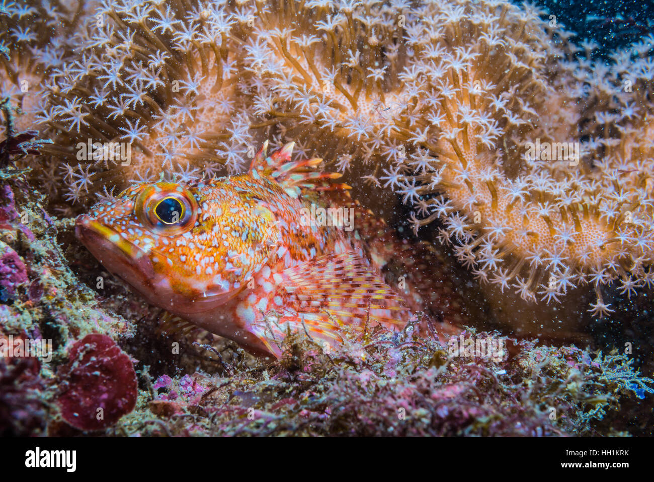 Marbled Rockfish hidden in soft coral Stock Photo - Alamy