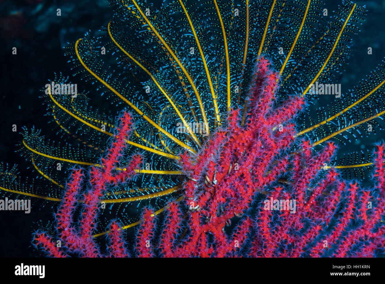 Yellow feather starfish and red purple Gorgonian at Owase Mie Japan ...