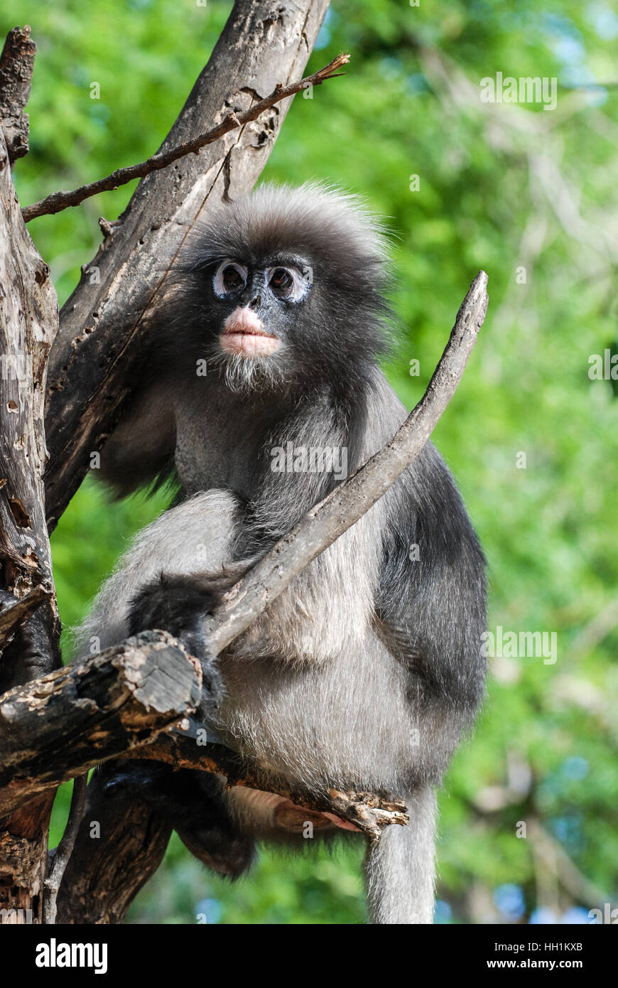 Dusty leaf monkeys hi-res stock photography and images - Alamy