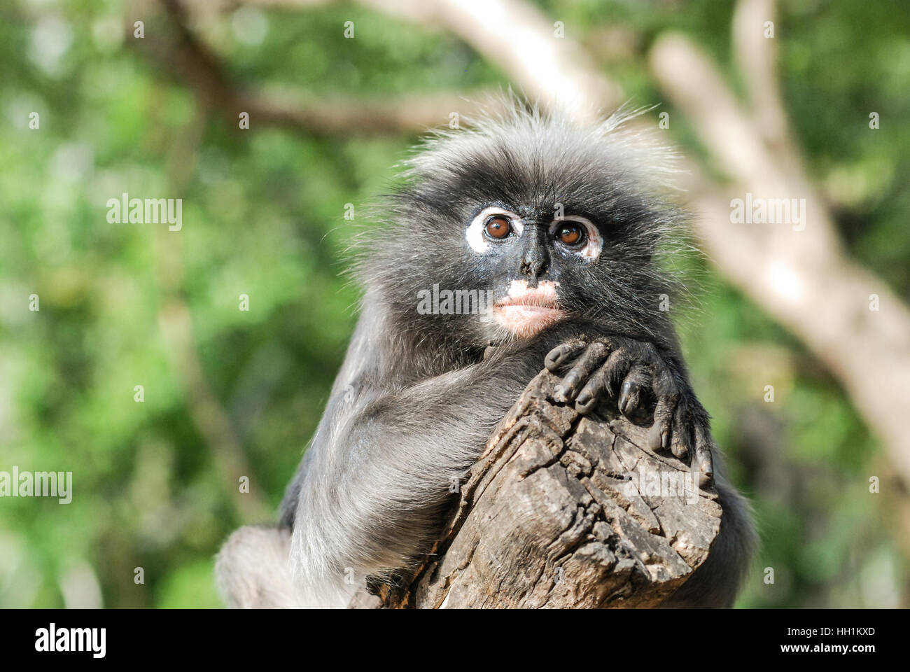 Dusty leaf monkey hi-res stock photography and images - Alamy