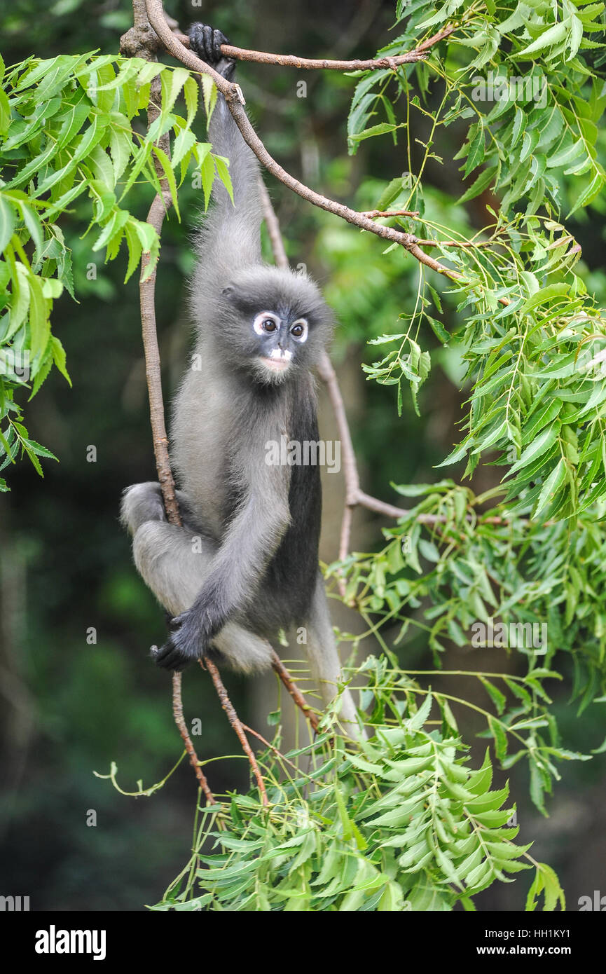 Dusty leaf monkeys hi-res stock photography and images - Alamy