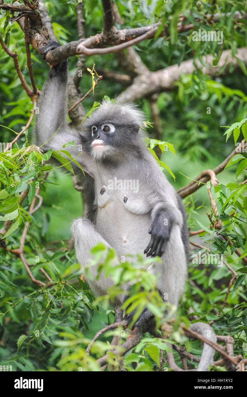 Dusty leaf monkeys hi-res stock photography and images - Alamy