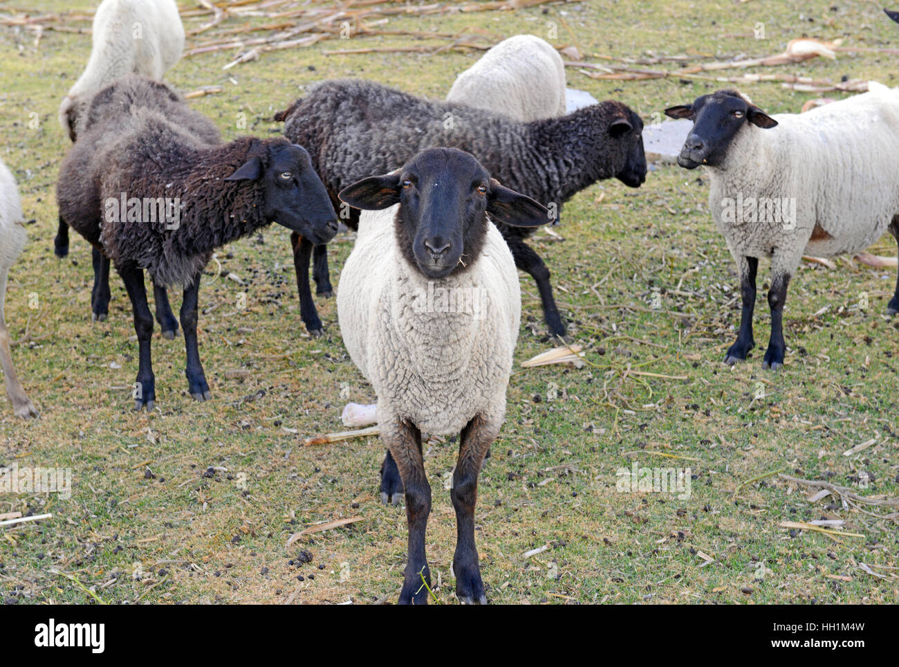sheep on farm Stock Photo - Alamy